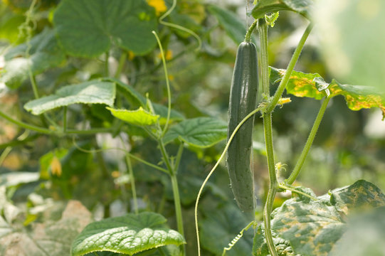 「キュウリ」の画像 - 1,111,396 件の Stock 写真、ベクターおよびビデオ | Adobe Stock