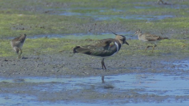 Kibitz Images – Browse 215 Stock Photos, Vectors, and Video | Adobe Stock