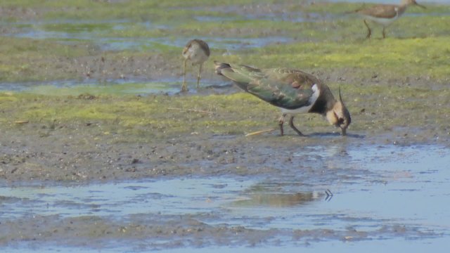 Kibitz Images – Browse 215 Stock Photos, Vectors, and Video | Adobe Stock