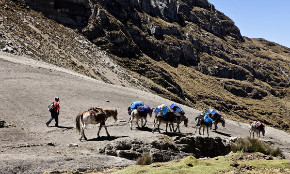 Muletier Images – Browse 61 Stock Photos, Vectors, and Video | Adobe Stock