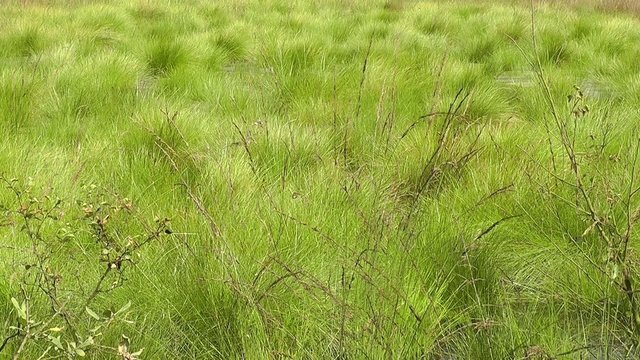 Steife Images – Browse 48 Stock Photos, Vectors, and Video | Adobe Stock