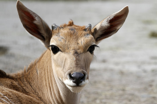 รูปภาพWaldbock – เลือกดูภาพถ่ายสต็อก เวกเตอร์ และวิดีโอ166 | Adobe Stock