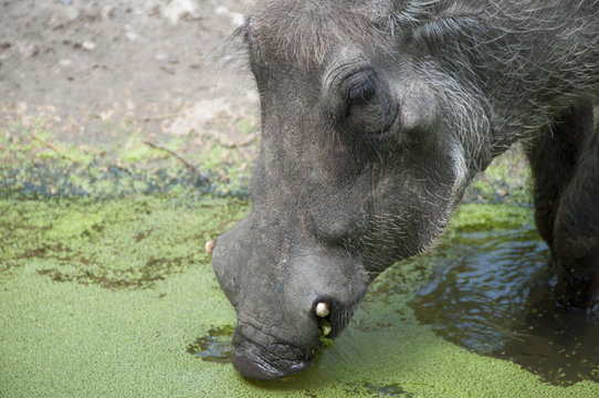 Guziec Imagens – Procure 226 fotos, vetores e vídeos | Adobe Stock