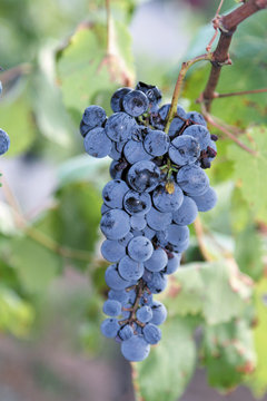 "Vitis Labrusca" Images – Browse 780 Stock Photos, Vectors, and Video ...