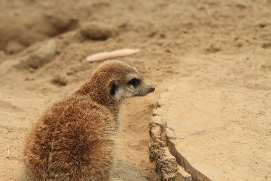 Triken Images – Browse 33 Stock Photos, Vectors, and Video | Adobe Stock