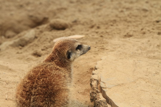 Triken Images – Browse 33 Stock Photos, Vectors, and Video | Adobe Stock