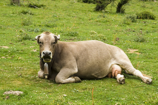 "Vaca Images – Browse 37,367 Stock Photos, Vectors, and Video | Adobe Stock