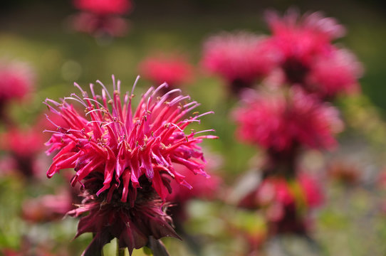 Monarde Images – Browse 83 Stock Photos, Vectors, and Video | Adobe Stock