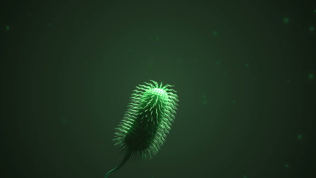 Flagellum bilder – Bläddra bland 4,574 stockfoton, vektorer och videor ...