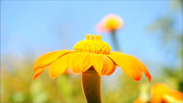 Imágenes de Kwiecie: descubre bancos de fotos, ilustraciones, vectores y vídeos de 496 | Adobe Stock