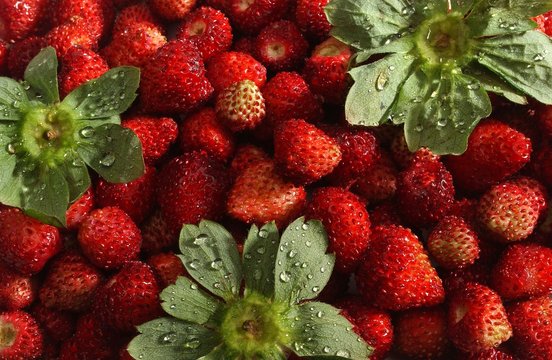 Fragoline Imagens – Procure 301 fotos, vetores e vídeos | Adobe Stock