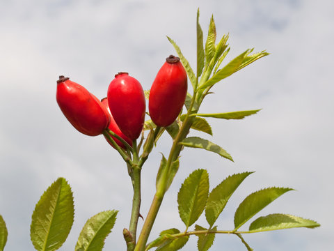 Hiffen Bilder – Durchsuchen 326 Archivfotos, Vektorgrafiken und Videos ...