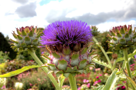 รูปภาพCardoon – เลือกดูภาพถ่ายสต็อก เวกเตอร์ และวิดีโอ13,316 | Adobe Stock