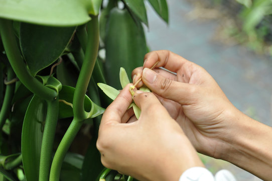 Pollinisation Images – Browse 299,669 Stock Photos, Vectors, and Video ...