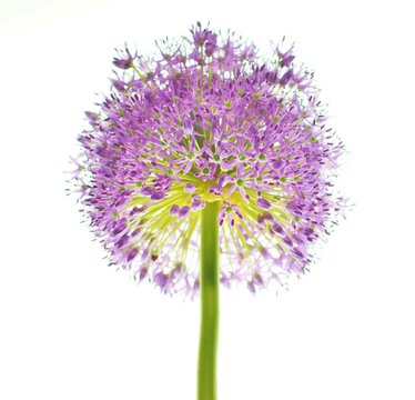 รูปภาพAlium – เลือกดูภาพถ่ายสต็อก เวกเตอร์ และวิดีโอ100,767 | Adobe Stock