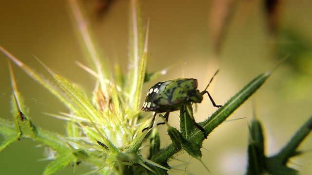 Cimice Images – Browse 606 Stock Photos, Vectors, and Video | Adobe Stock