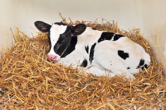 Kalb Images – Browse 15,489 Stock Photos, Vectors, and Video | Adobe Stock