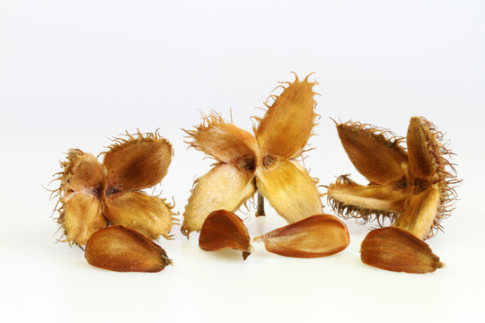 Buchennüsse Bilder – Durchsuchen 673 Archivfotos, Vektorgrafiken und ...