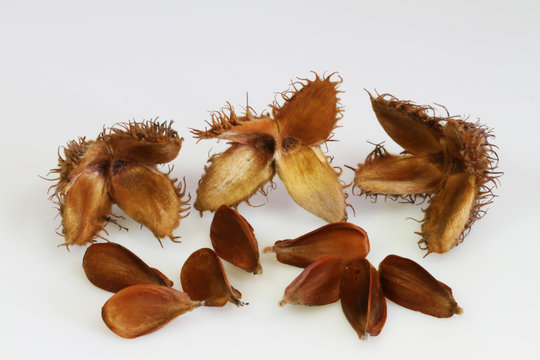 Buchennüsse Bilder – Durchsuchen 673 Archivfotos, Vektorgrafiken und ...