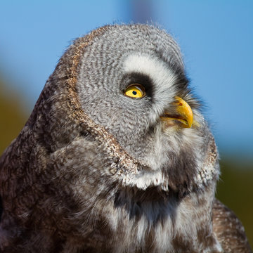 รูปภาพHibou – เลือกดูภาพถ่ายสต็อก เวกเตอร์ และวิดีโอ4,909 | Adobe Stock