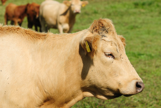 รูปภาพRinderrassen – เลือกดูภาพถ่ายสต็อก เวกเตอร์ และวิดีโอ117 | Adobe ...