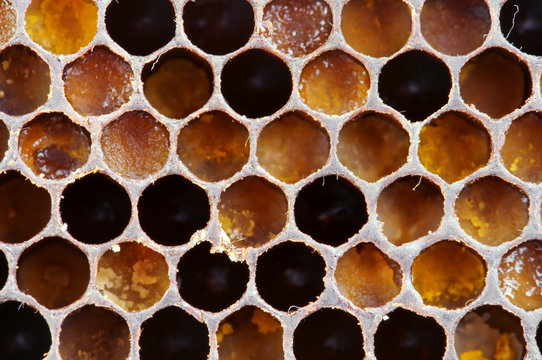 「Honeycom」の写真素材 | 114件の無料イラスト画像 | Adobe Stock