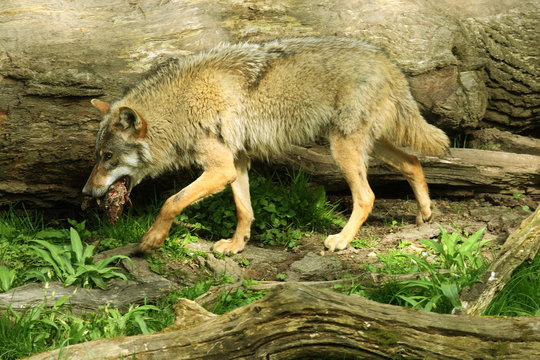 Heulen bilder – Bläddra bland 1,636 stockfoton, vektorer och videor ...