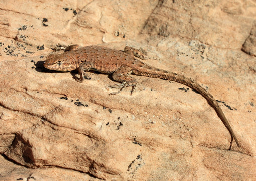 Serpenter Bilder – Durchsuchen 182 Archivfotos, Vektorgrafiken und ...