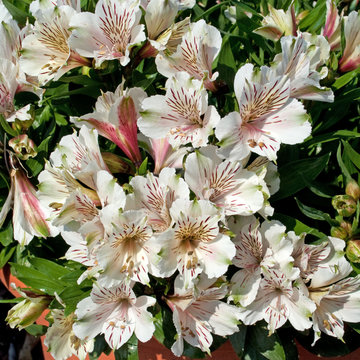 Inkalilien Images – Browse 62 Stock Photos, Vectors, and Video | Adobe ...