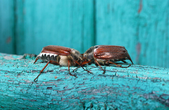 Maikäfer-Bilder: Stock-Fotos & -Videos. | Adobe Stock