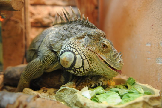 Legwan Images – Browse 95 Stock Photos, Vectors, and Video | Adobe Stock