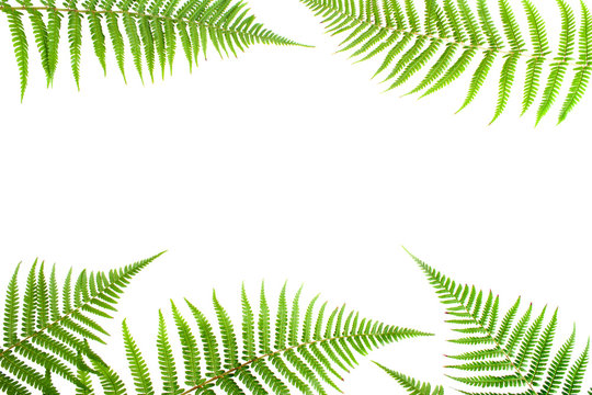 Fern Border Billeder – Gennemse 39,237 stockfotos, vektorer og videoer ...