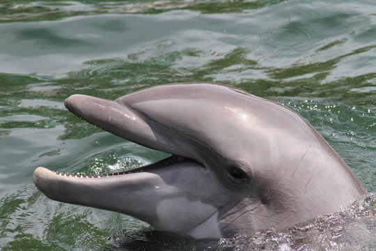 รูปภาพDelfine – เลือกดูภาพถ่ายสต็อก เวกเตอร์ และวิดีโอ1,914 | Adobe Stock