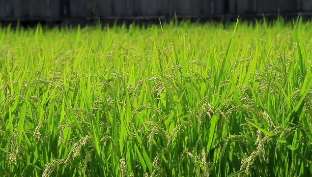"Rice Crop" Images – Browse 850 Stock Photos, Vectors, and Video ...