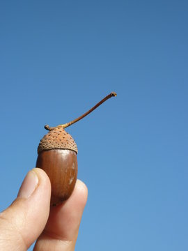 Eichel Imagens – Procure 5,974 fotos, vetores e vídeos | Adobe Stock