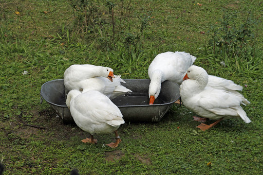 「Mastgans」の画像 - 149 件の Stock 写真、ベクターおよびビデオ | Adobe Stock