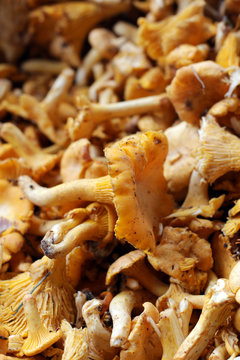 Finferlo-Bilder: Stock-Fotos & -Videos. | Adobe Stock