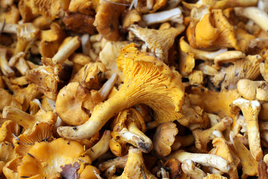 「Finferli」の写真素材 | 272件の無料イラスト画像 | Adobe Stock