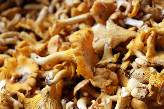 「Finferli」の写真素材 | 272件の無料イラスト画像 | Adobe Stock