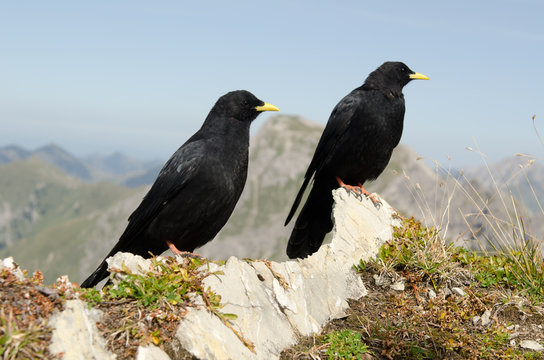 Alpendohle Bilder – Durchsuchen 1,801 Archivfotos, Vektorgrafiken und ...