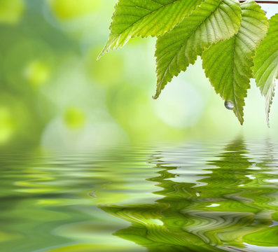 Calming Green Background Images – Browse 752,857 Stock Photos, Vectors ...