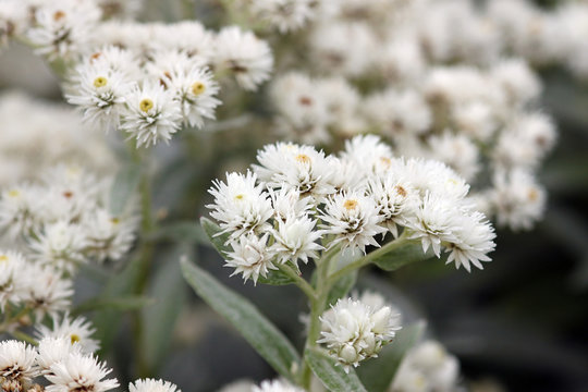 「Strohblumen」の画像 - 518 件の Stock 写真、ベクターおよびビデオ | Adobe Stock