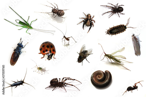 "Insekten" Stockfotos und lizenzfreie Bilder auf Fotolia.com - Bild ...