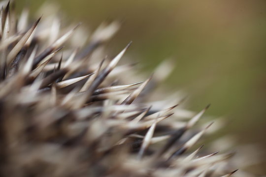รูปภาพStacheltier – เลือกดูภาพถ่ายสต็อก เวกเตอร์ และวิดีโอ178 | Adobe Stock