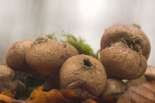 Fuzzball bilder – Bläddra bland 881 stockfoton, vektorer och videor ...