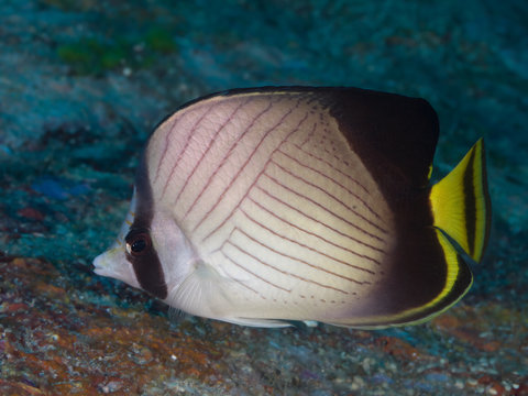 Stores Butterflyfish Indian Wallpaper