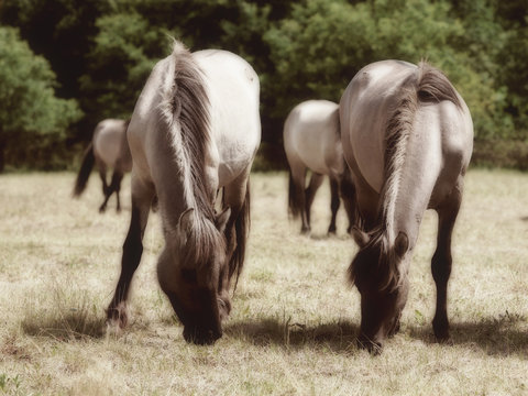 รูปภาพApfelschimmel – เลือกดูภาพถ่ายสต็อก เวกเตอร์ และวิดีโอ491 | Adobe ...