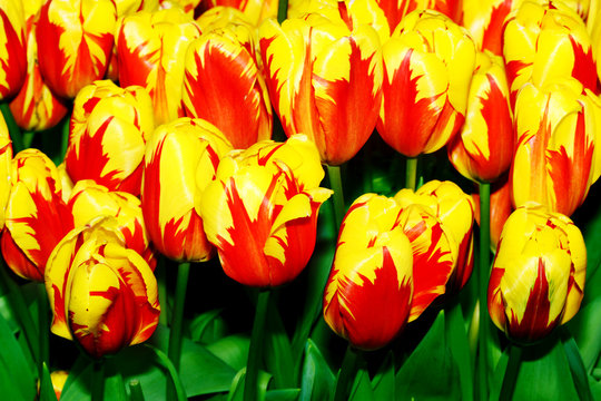 รูปภาพCollour – เลือกดูภาพถ่ายสต็อก เวกเตอร์ และวิดีโอ168 | Adobe Stock