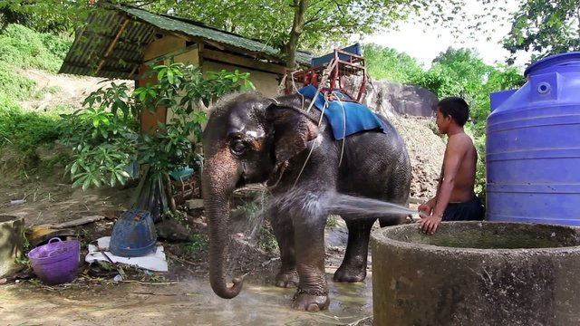 Elephant Rider Images – Browse 1,416 Stock Photos, Vectors, and Video ...