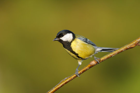 「Cinciallegra」の画像 - 1,188 件の Stock 写真、ベクターおよびビデオ | Adobe Stock